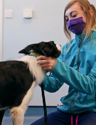 Canine Antinol®️ Veterinary Technical Bulletin – Vetz Petz Antinol TH